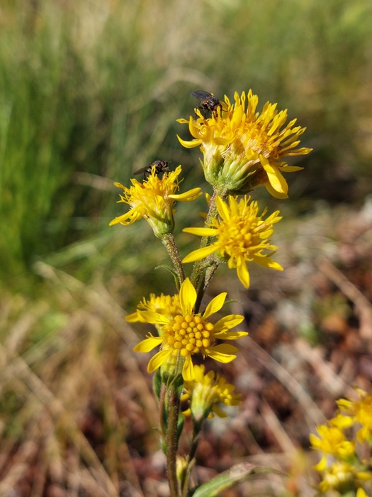 Biota Naturkompetanse